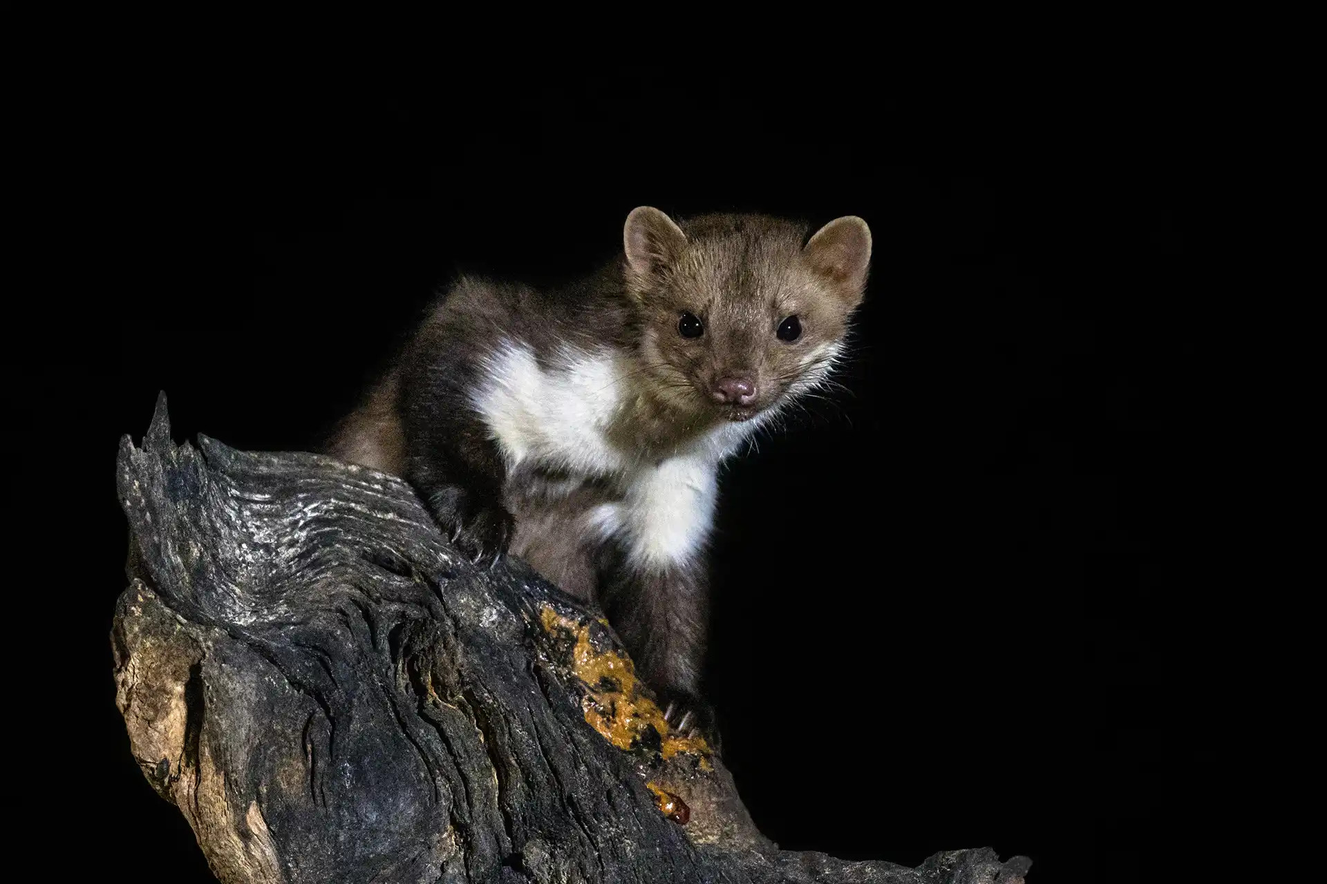 LA FAINA COME ANIMALE DOMESTICO?